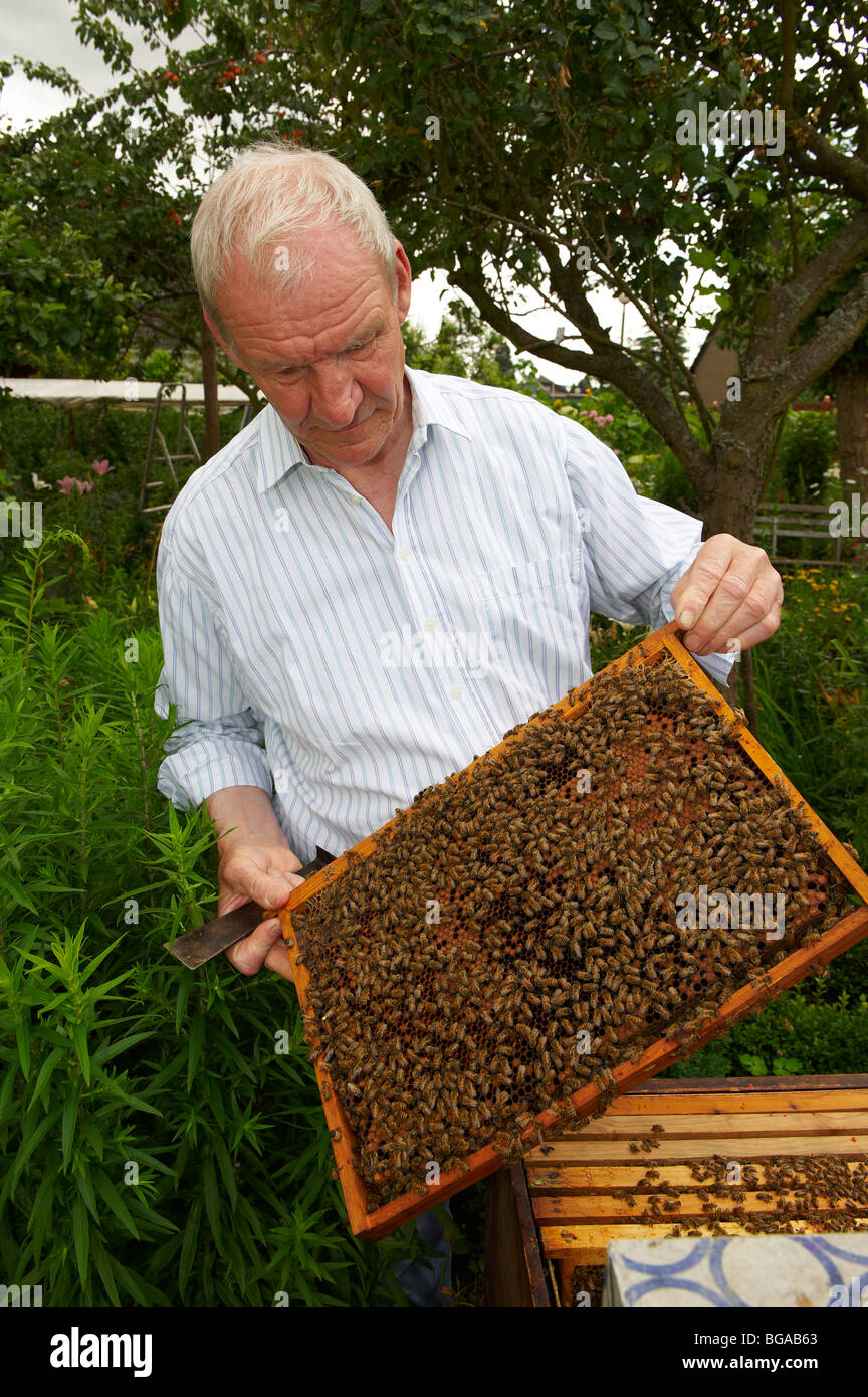 beekeeper with honeycombs of his honeybees, Dueren, Germany, Europe ...
