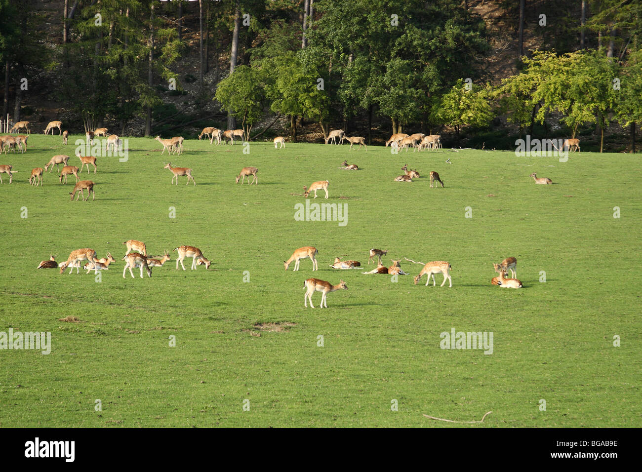 Roe deer farmland hi-res stock photography and images - Alamy