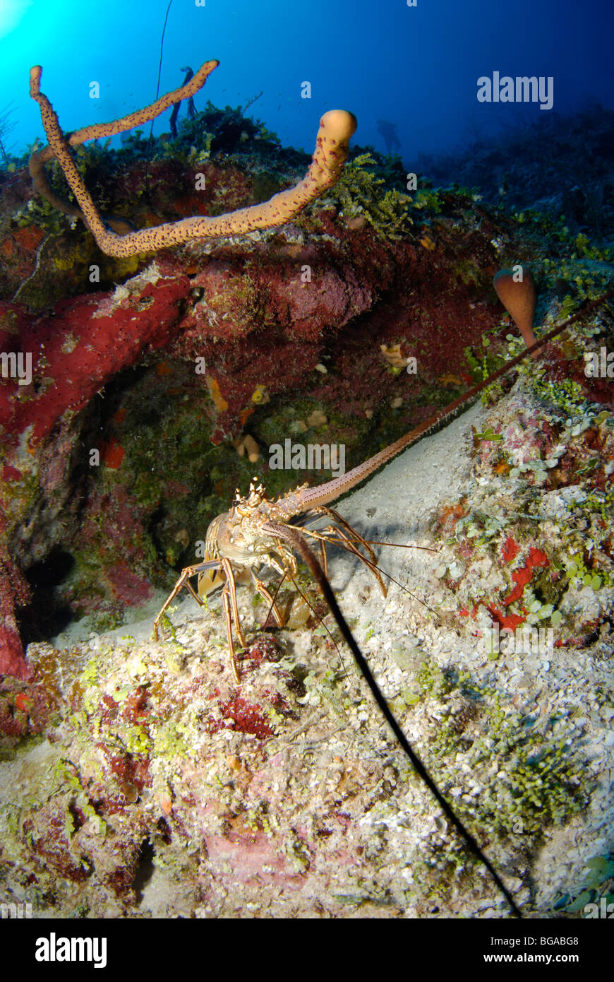 Red spiny lobster hi-res stock photography and images - Alamy