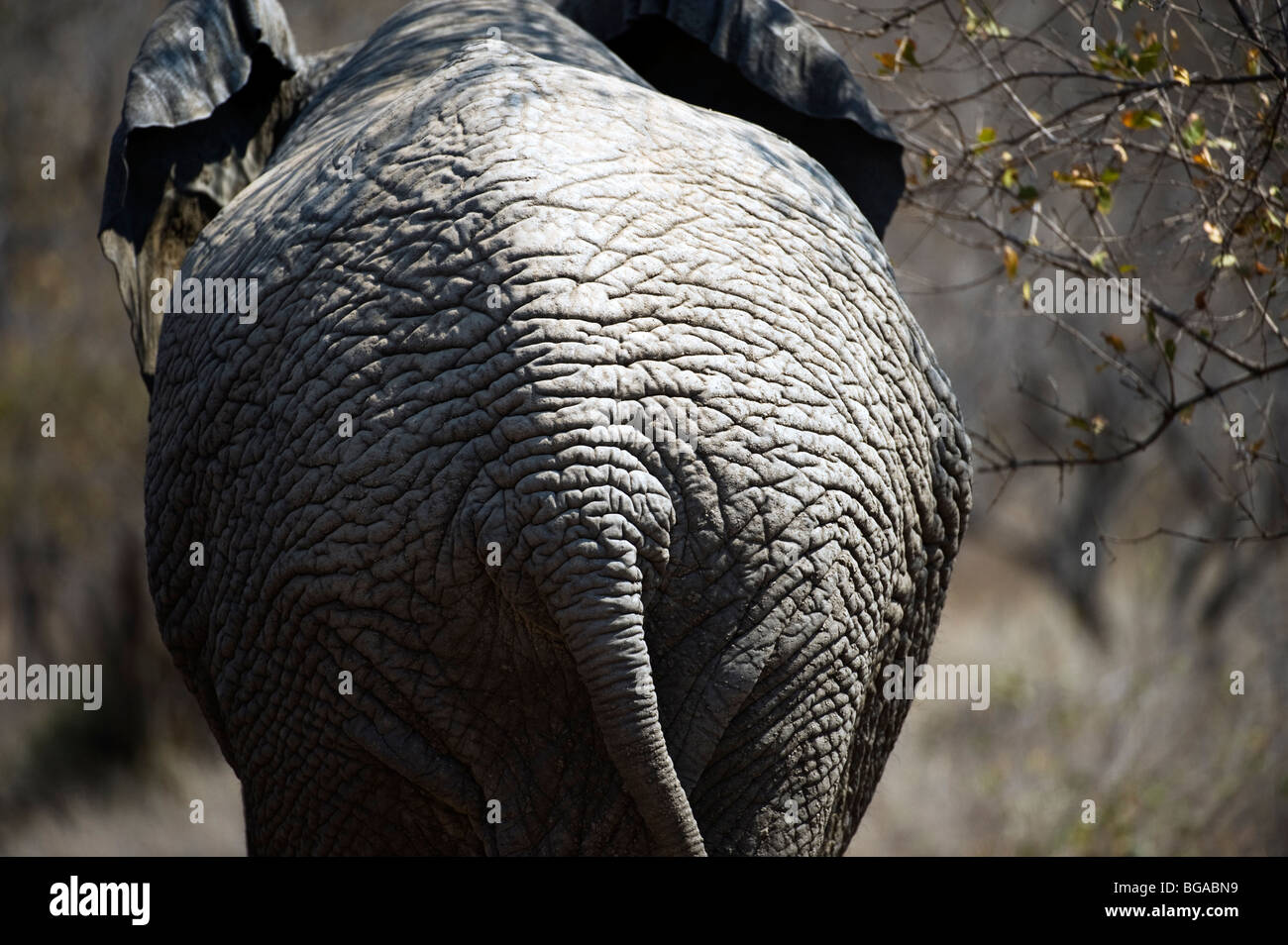 Rear of elephant hi-res stock photography and images - Alamy