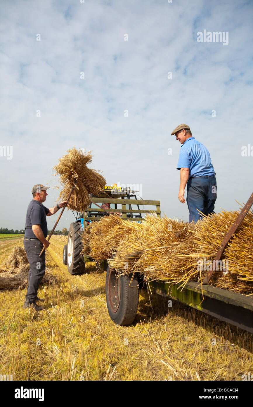 Harvest harvesting oats hi-res stock photography and images - Alamy