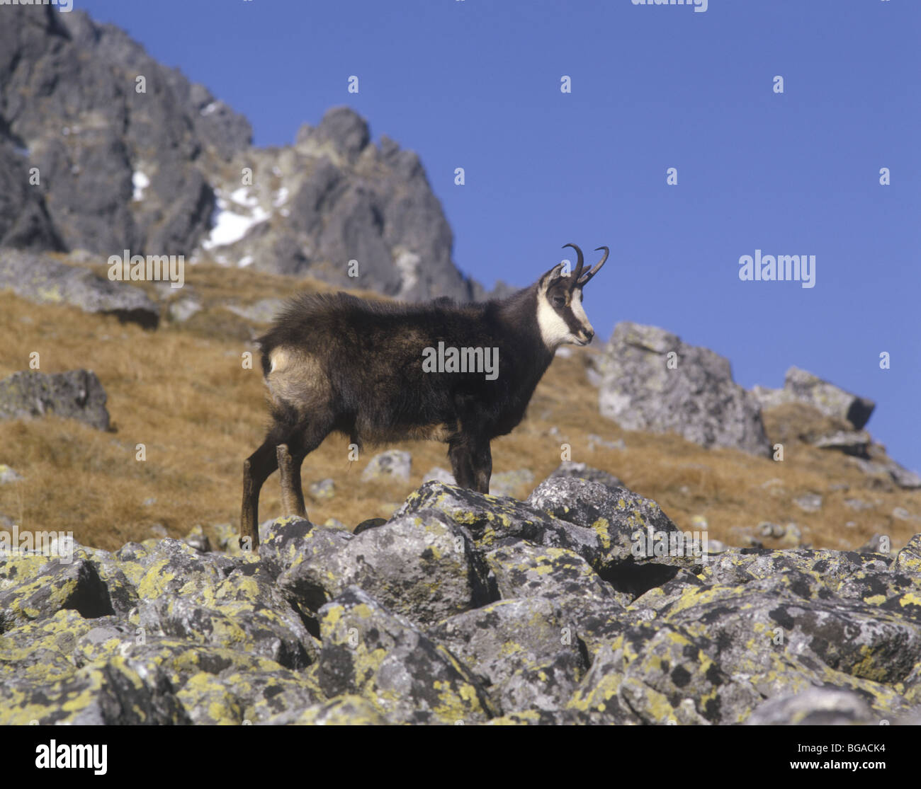 Gamswild hi-res stock photography and images - Alamy