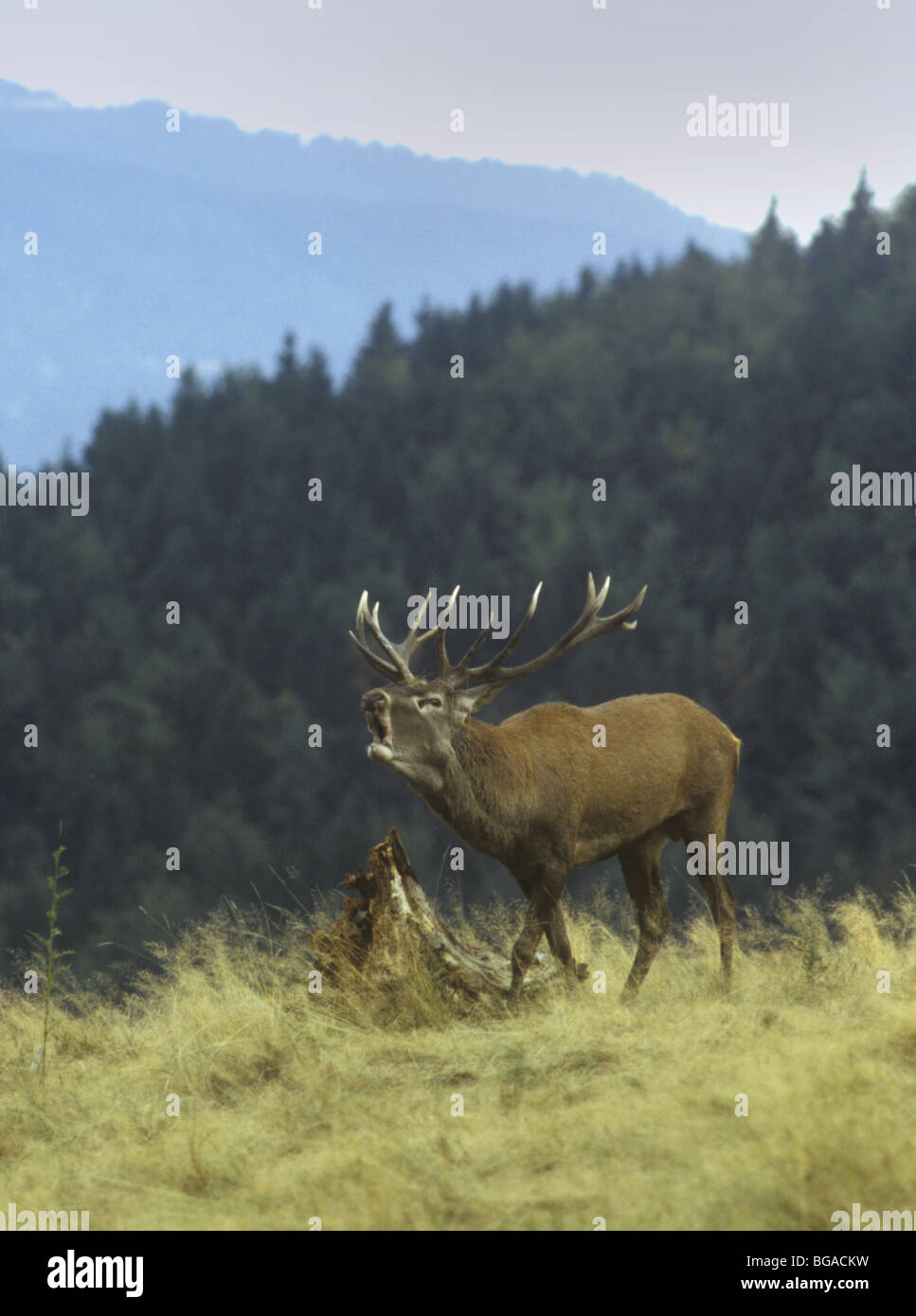 Jelen lesny hi-res stock photography and images - Alamy