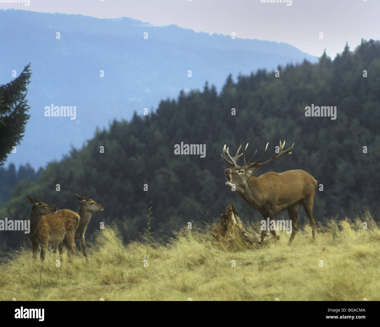 Jelen lesny hi-res stock photography and images - Alamy