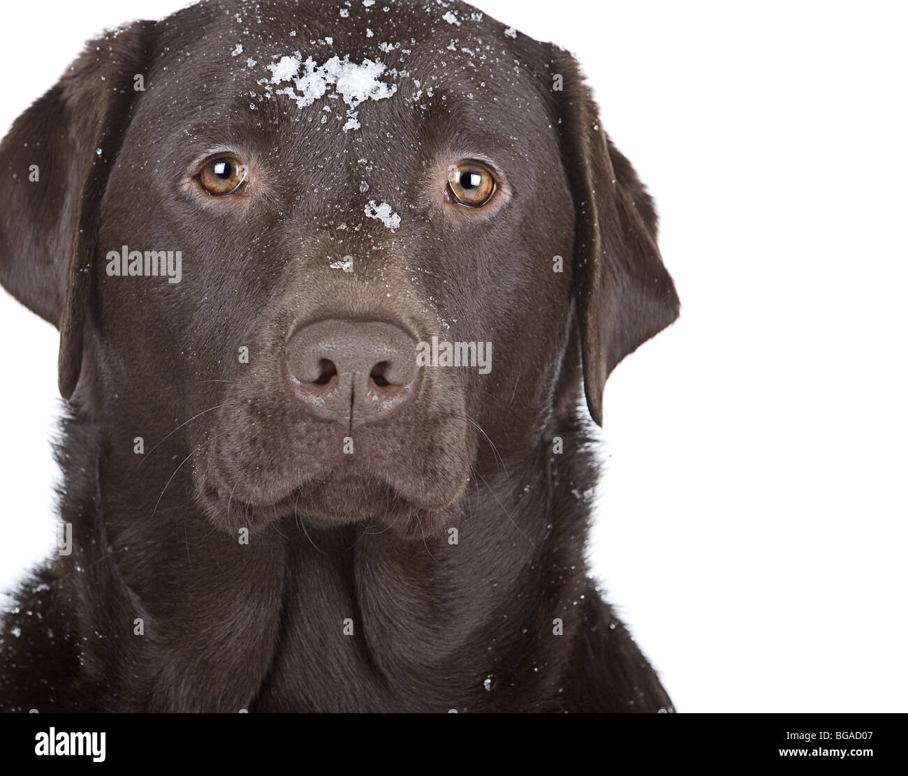 Chocolate labrador snow hi-res stock photography and images - Alamy