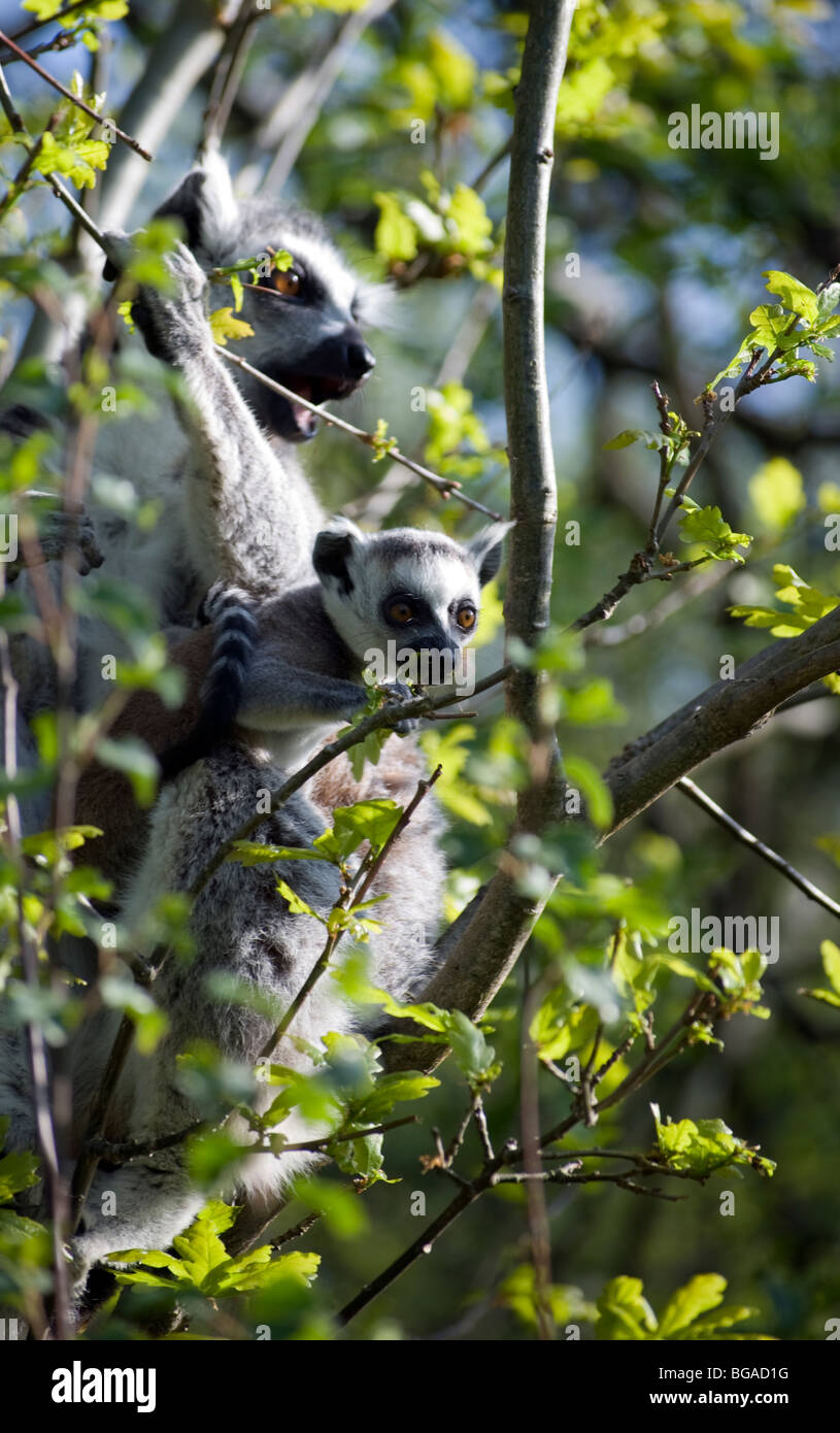 Family of ring-tailed lemurs (lemur catta) feeding Stock Photo - Alamy