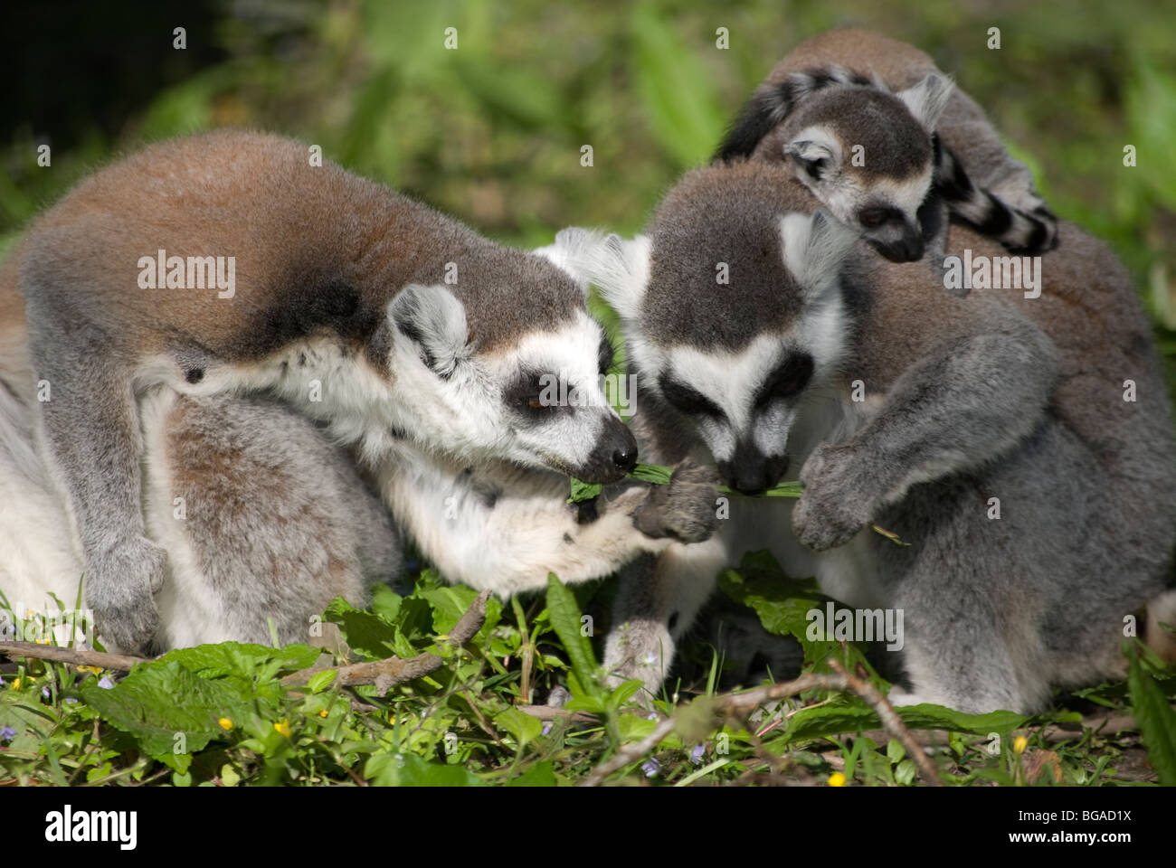 Family of ring-tailed lemurs (lemur catta) feeding Stock Photo - Alamy