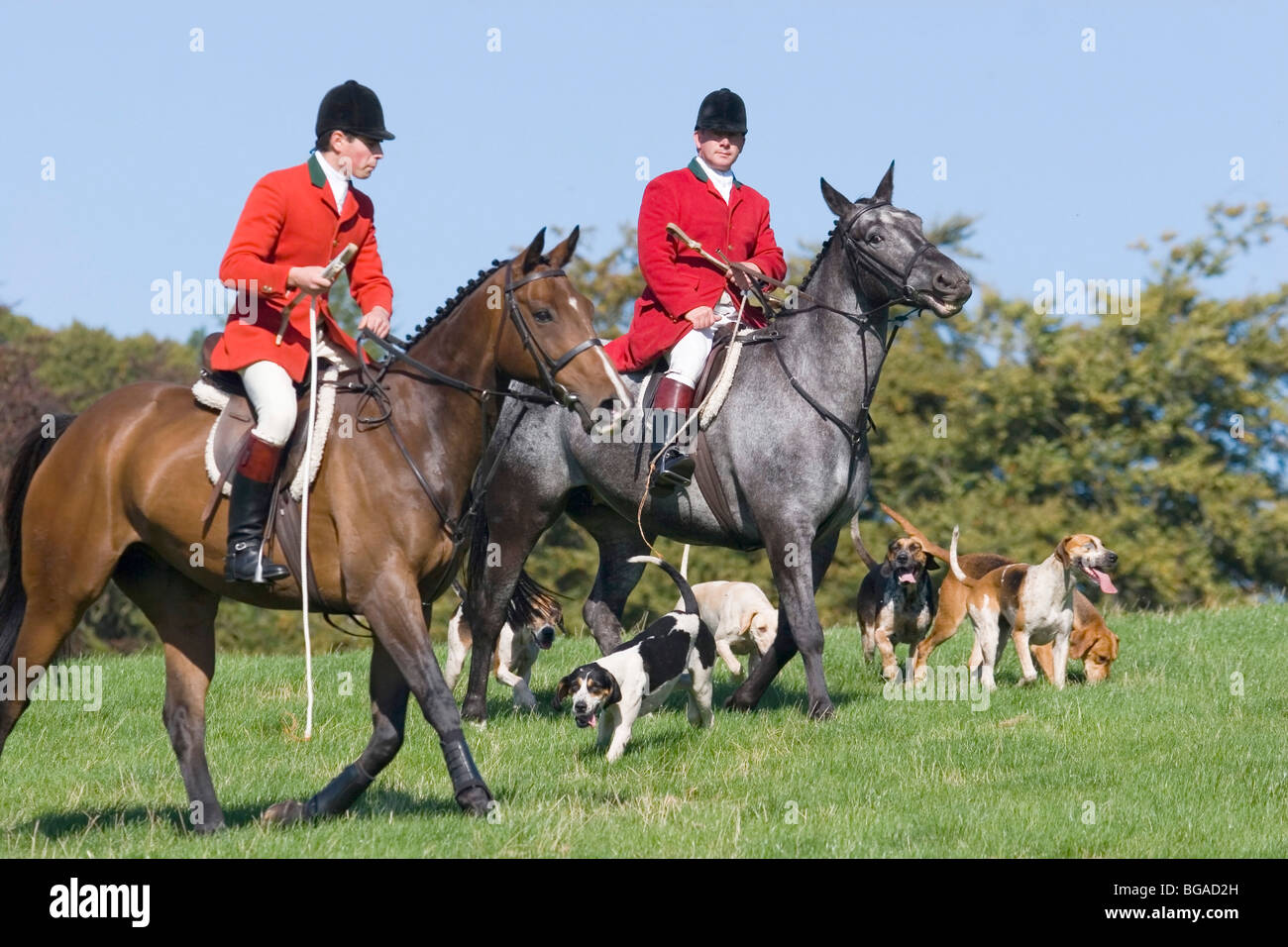 Display Traditional British Hunting Dogs High Resolution Stock ...