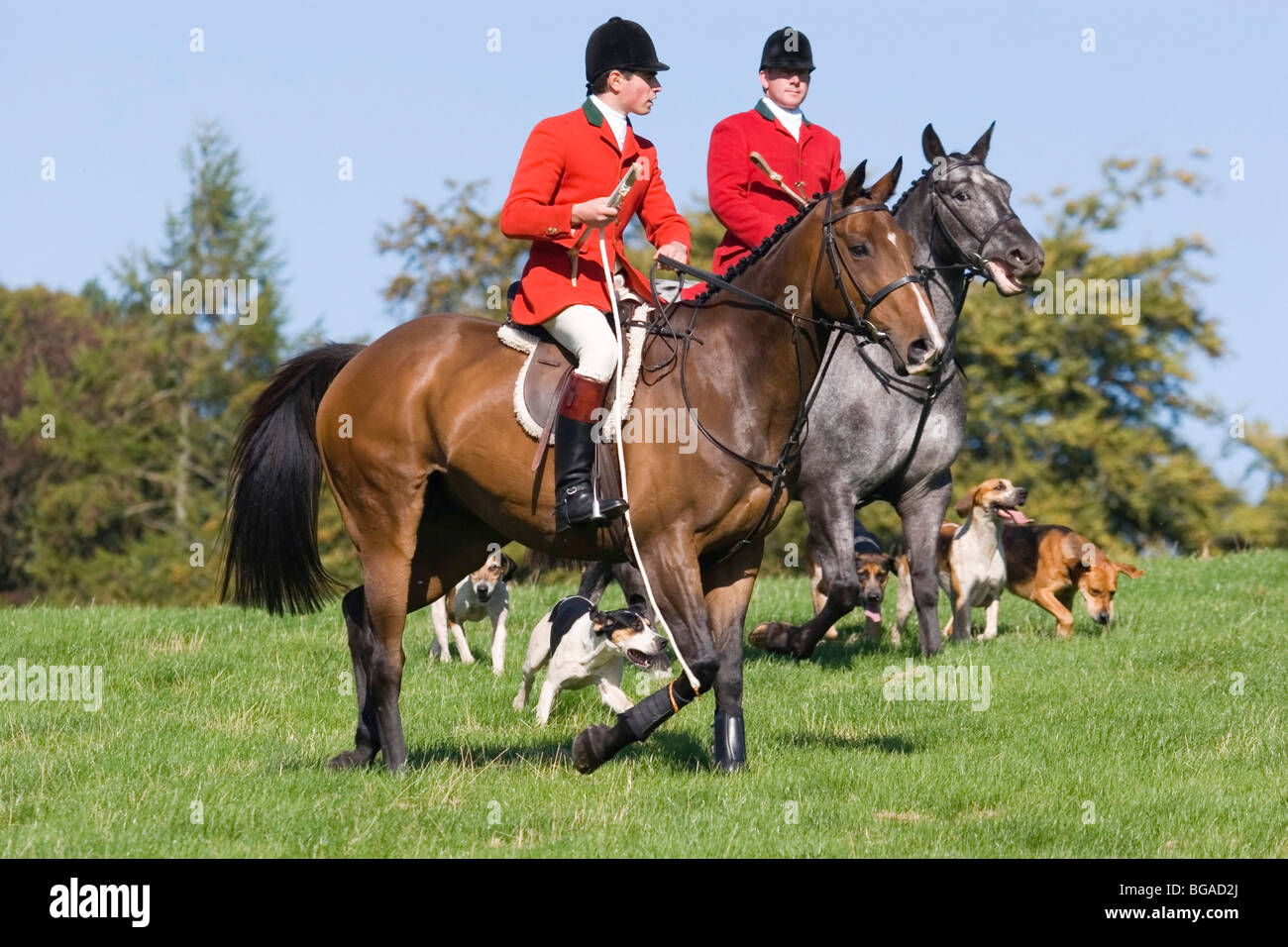 Display of traditional British Hunting with Dogs on the Bowhill Estate ...