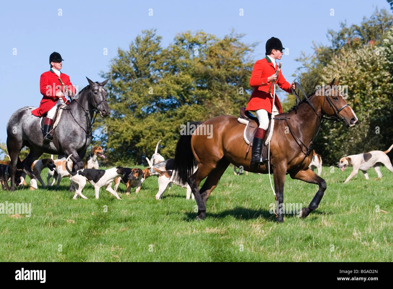 Display of traditional British Hunting with Dogs on the Bowhill Estate ...