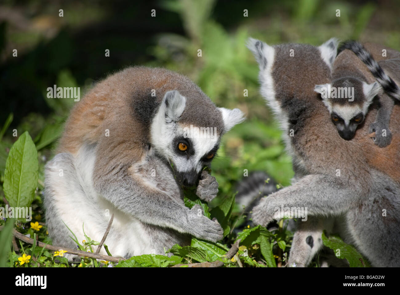Family of ring-tailed lemurs (lemur catta) feeding Stock Photo - Alamy