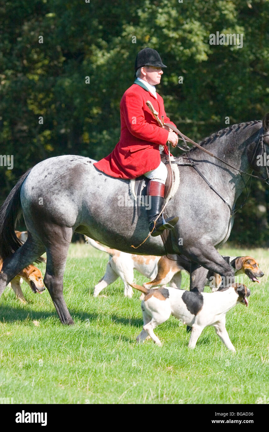 Display Traditional British Hunting Dogs High Resolution Stock ...