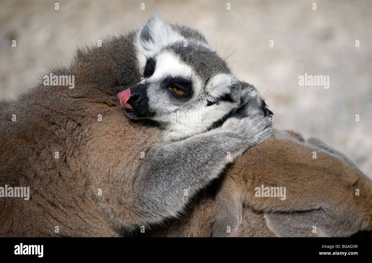 Ring-tailed lemur (lemur catta) hugging Stock Photo - Alamy