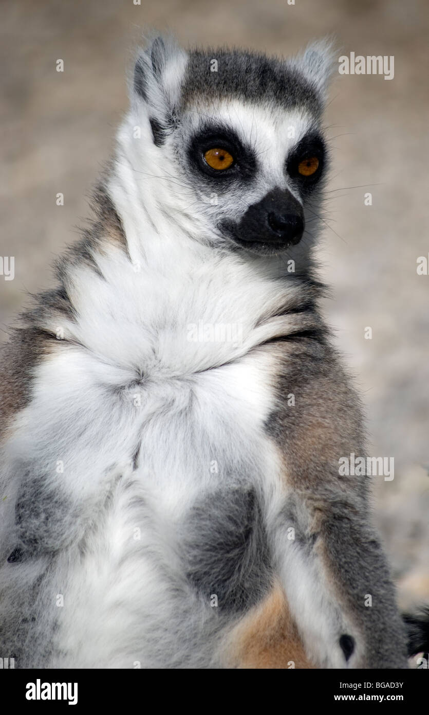 Ring tailed lemurs grooming hi-res stock photography and images - Alamy