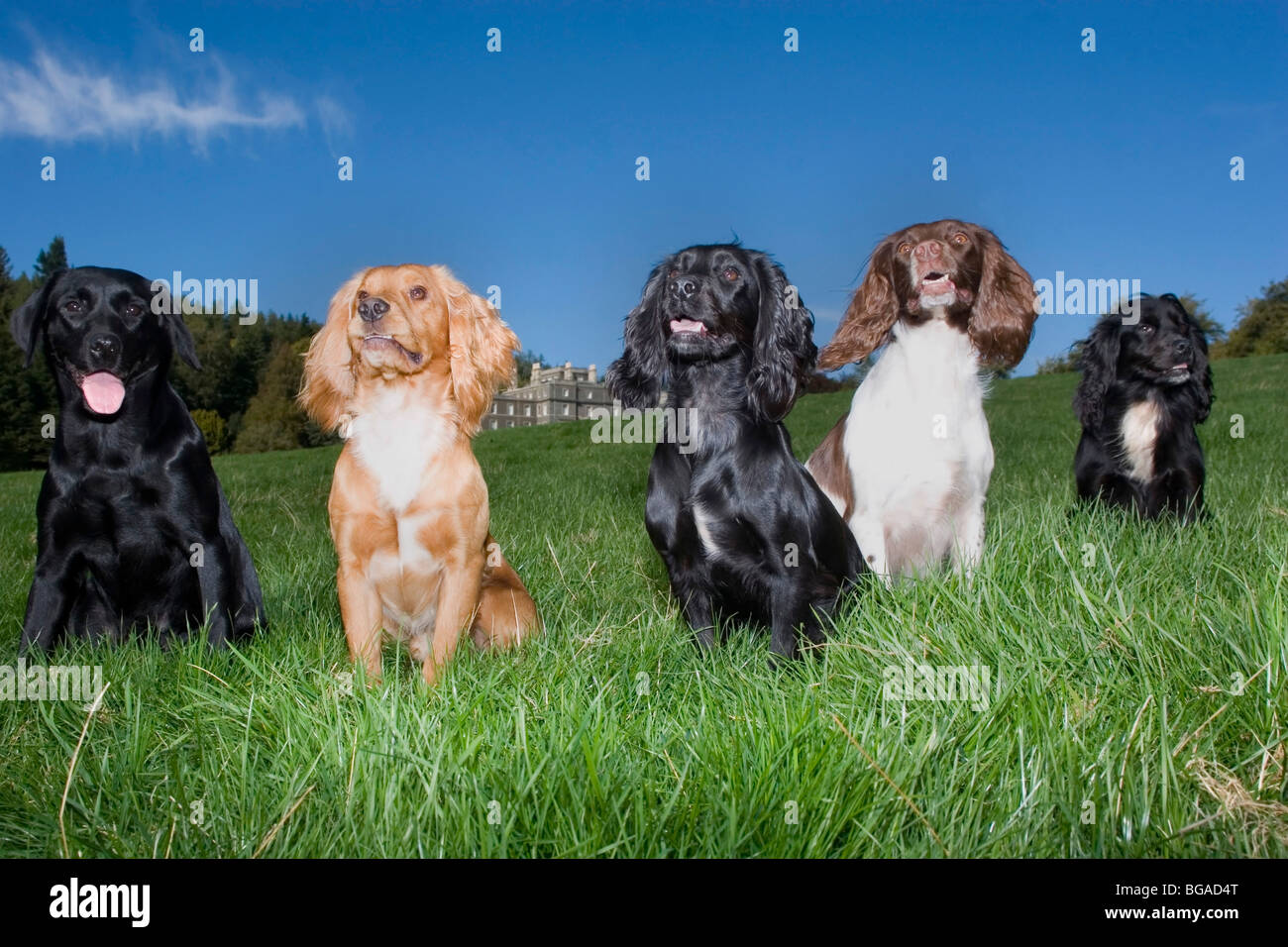 Pack gun hi-res stock photography and images - Alamy