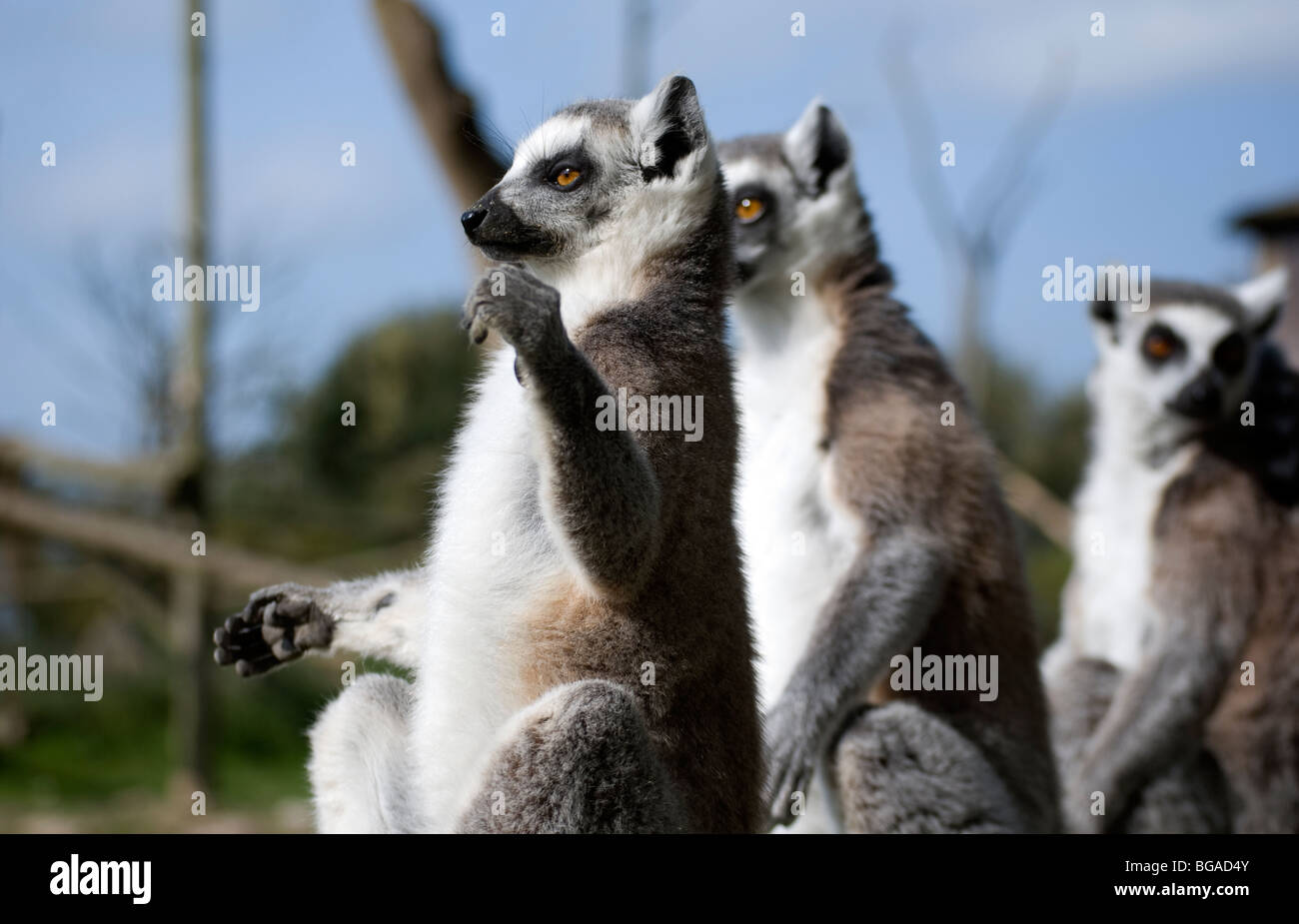 Group of ring-tailed lemurs (lemur catta) sun bathing Stock Photo - Alamy