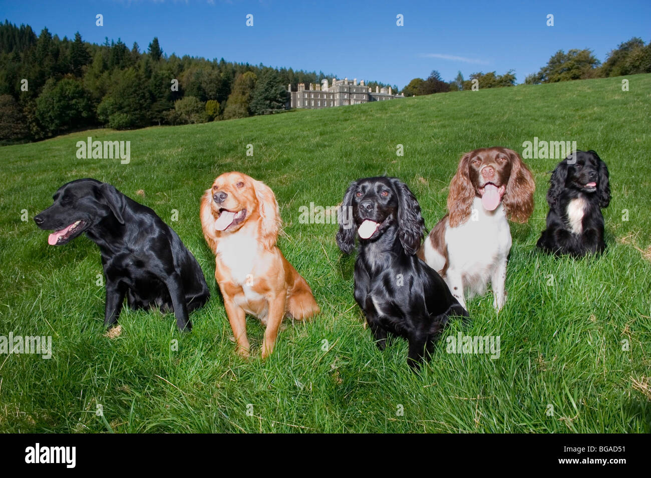 Buccleuch Gun Dogs on display at Bowhill in Selkirk, Scottish Borders ...