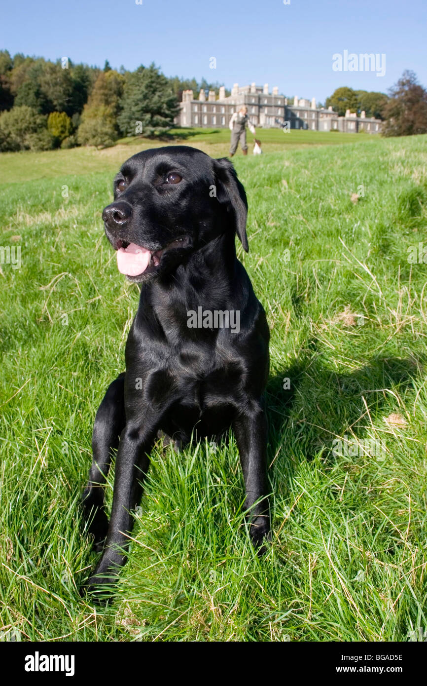 Labrador gun dogs hi-res stock photography and images - Alamy