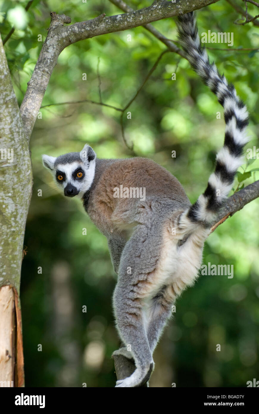 Ring-tailed lemur (lemur catta) climbing trees Stock Photo - Alamy