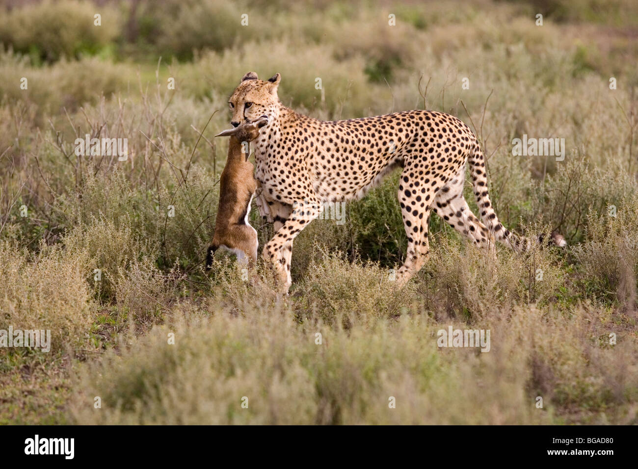 Cheetah gazelle hi-res stock photography and images - Alamy