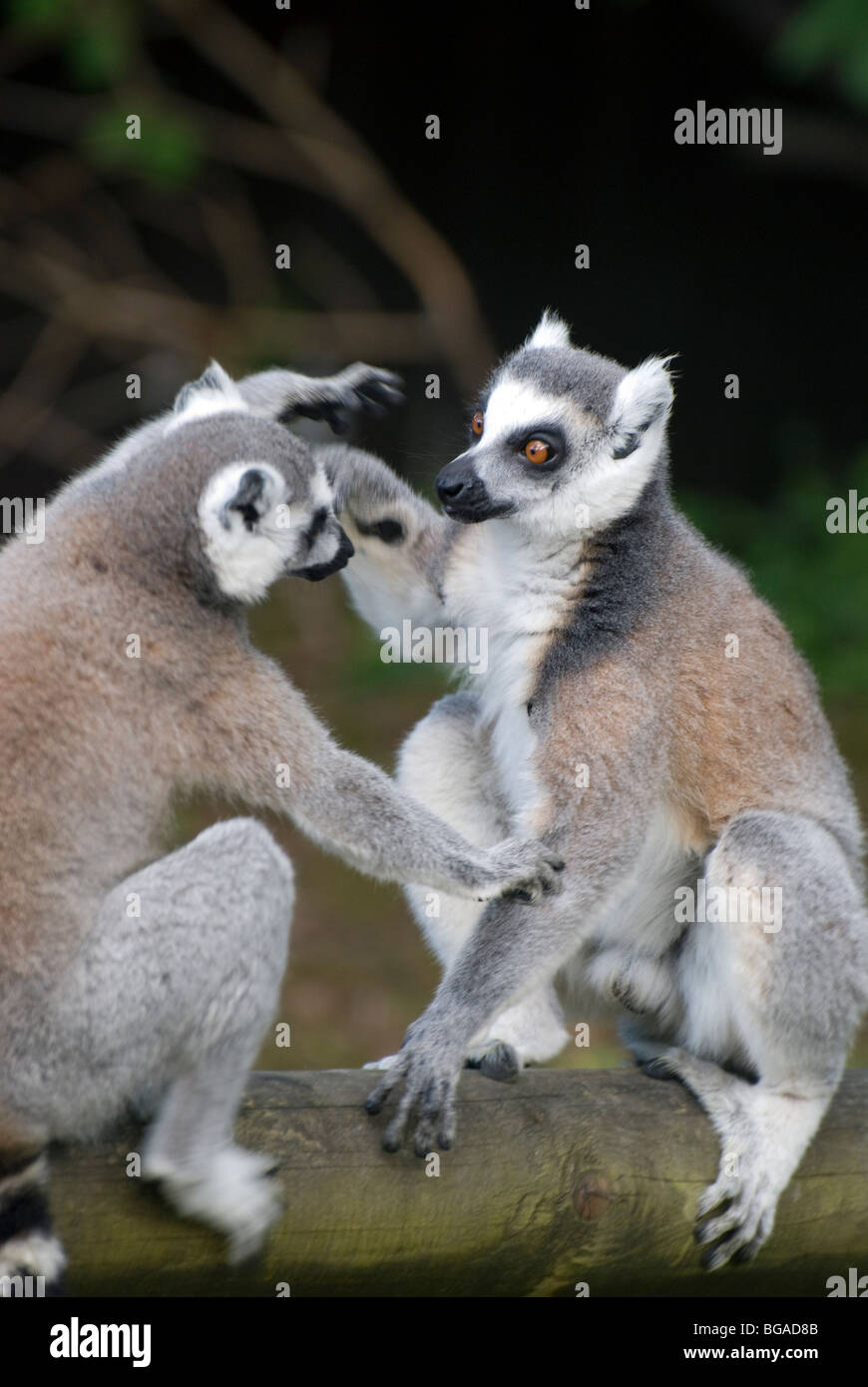 Lemurs fighting hi-res stock photography and images - Alamy