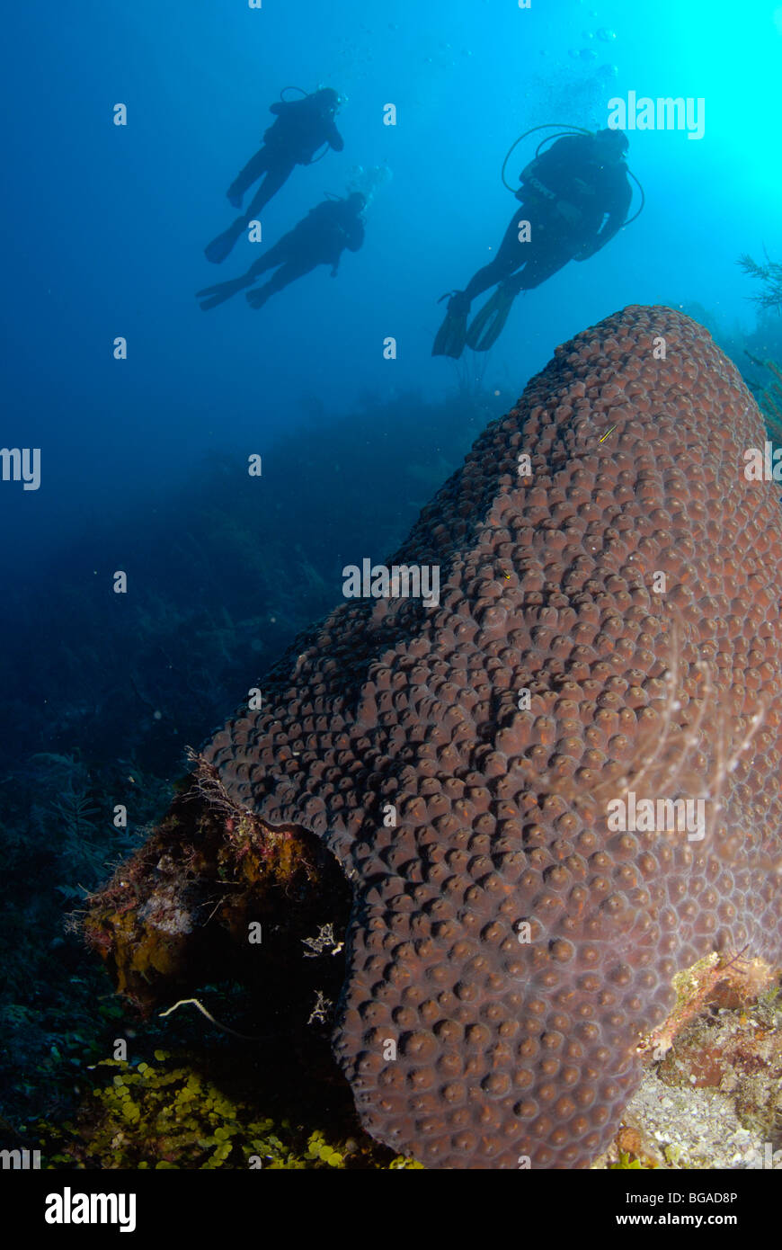 Scuba Diving on tropical coral reef Stock Photo - Alamy