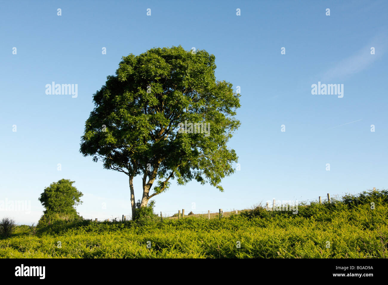 Ash tree hi-res stock photography and images - Alamy