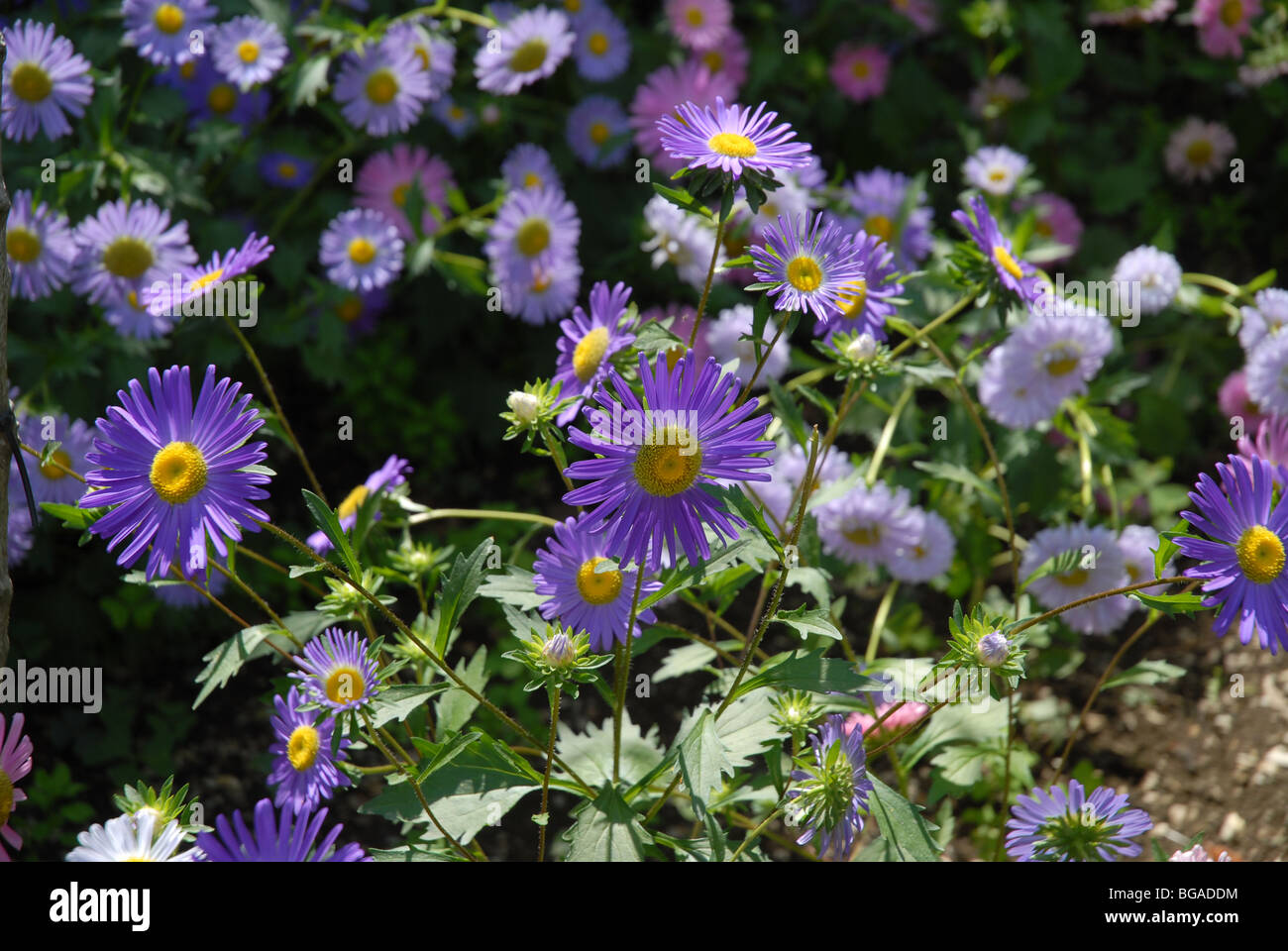 purple daises, The Alhambra, Granada, Andalusia, Spain Stock Photo - Alamy