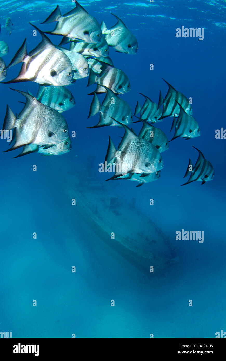 Shoal of Atlantic Spadefish over a wreck Stock Photo - Alamy