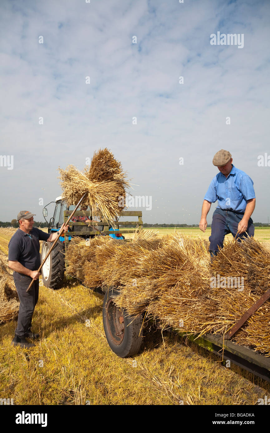 Traditional corn farming hi-res stock photography and images - Alamy