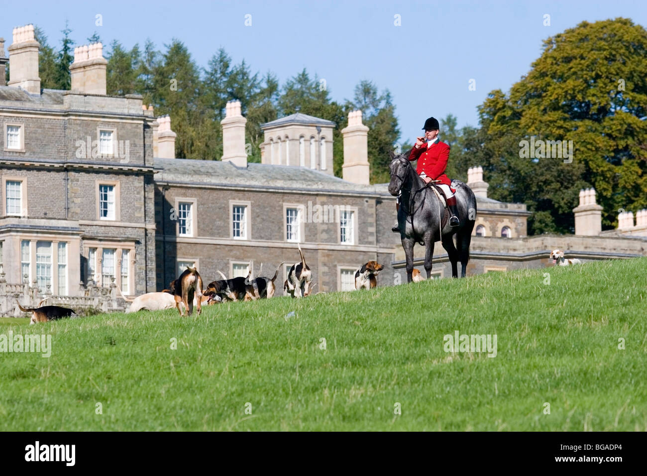 Display of traditional British Hunting with Dogs on the Bowhill Estate ...
