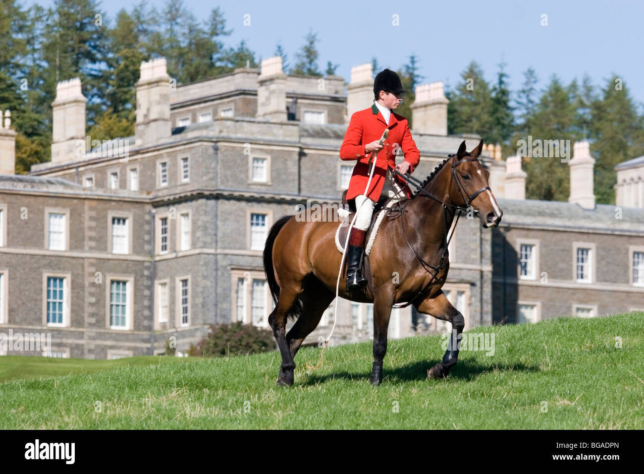 Display of traditional British Hunting with Dogs on the Bowhill Estate ...