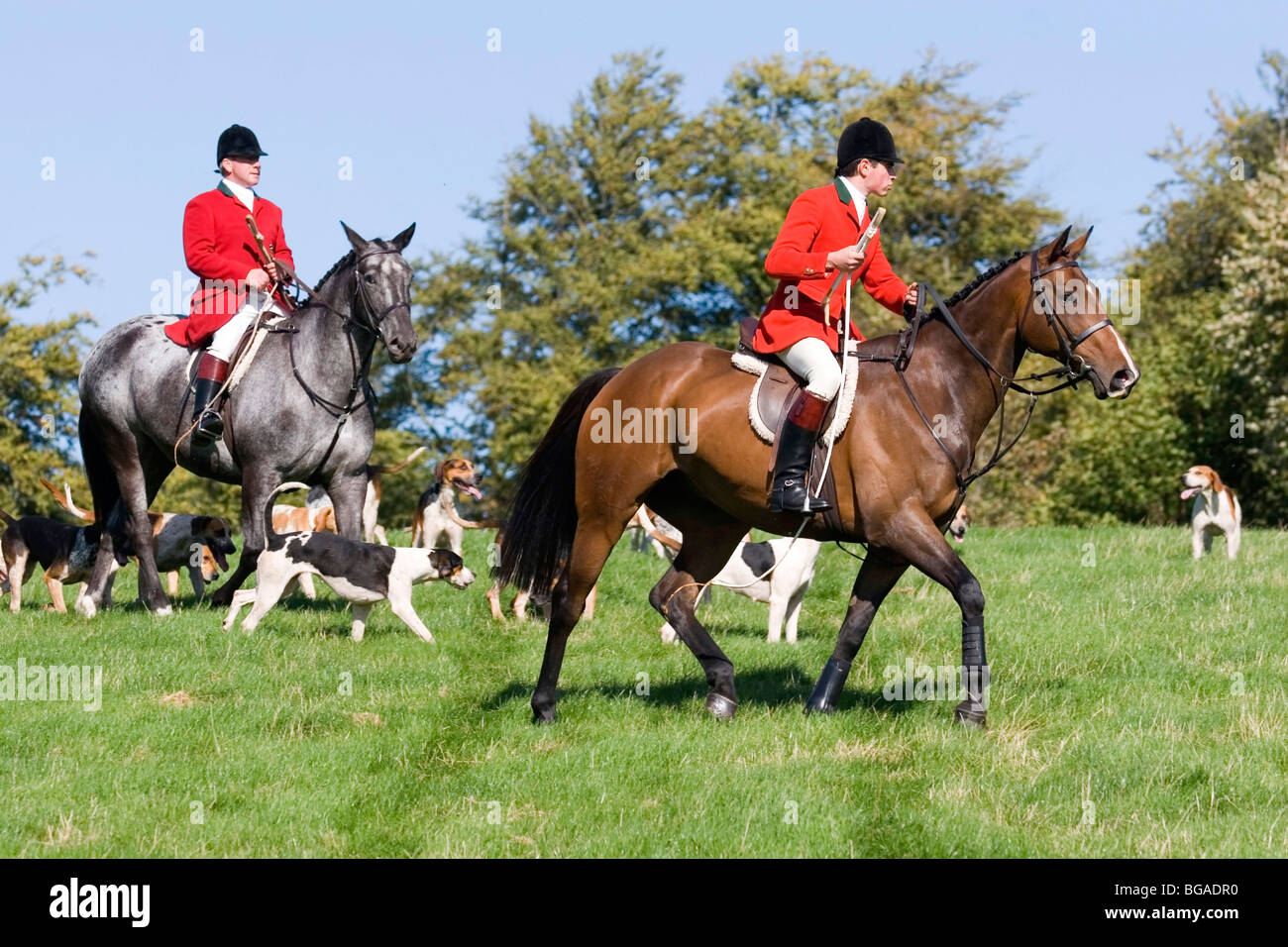 Display Traditional British Hunting Dogs High Resolution Stock ...