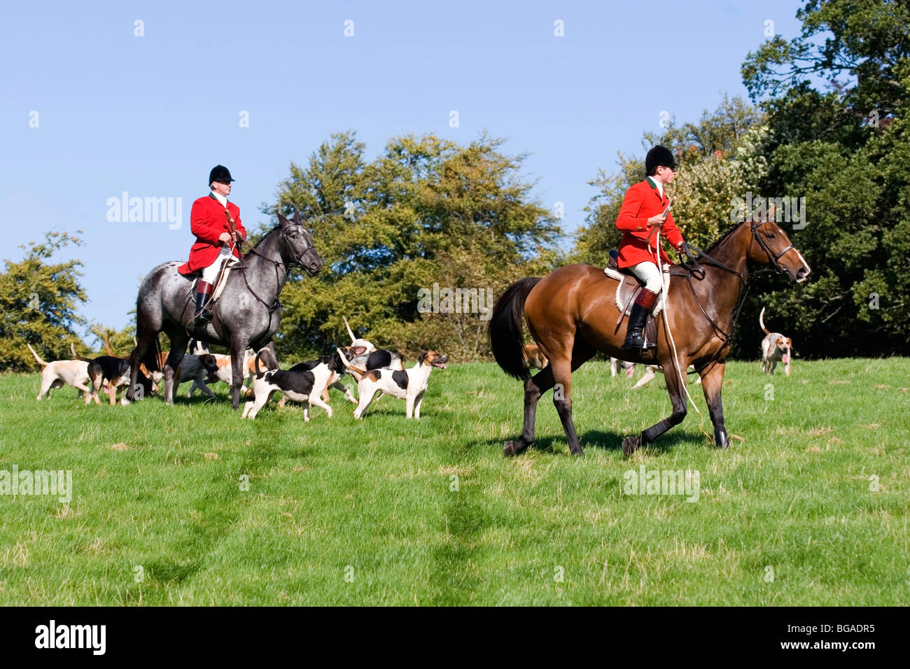 Display of traditional British Hunting with Dogs on the Bowhill Estate ...