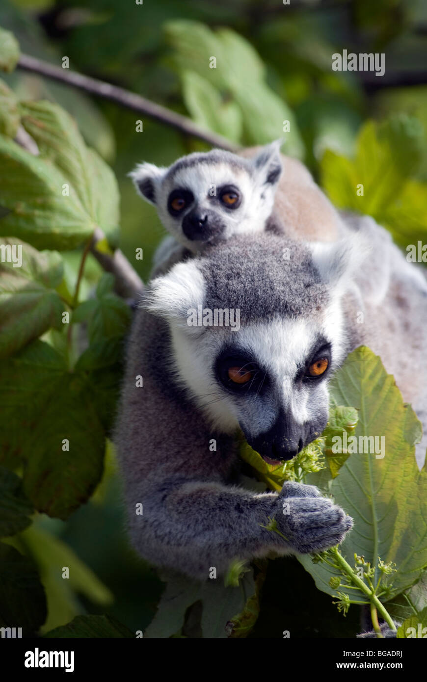 Mother and juvenile ring-tailed lemur (lemur catta) foraging Stock ...