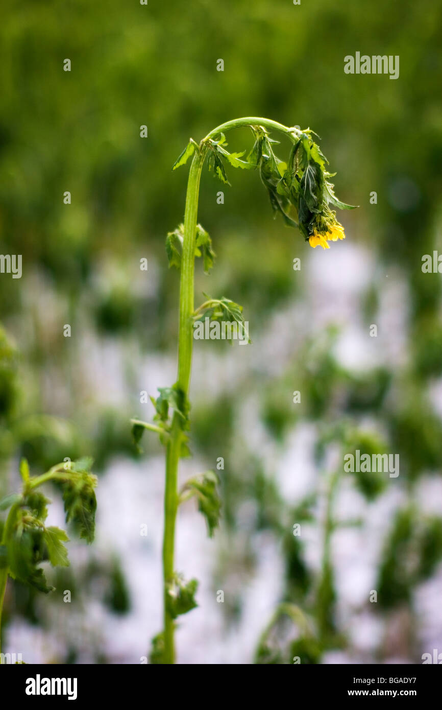Wilting rapeseed plant in winter Germany Stock Photo - Alamy