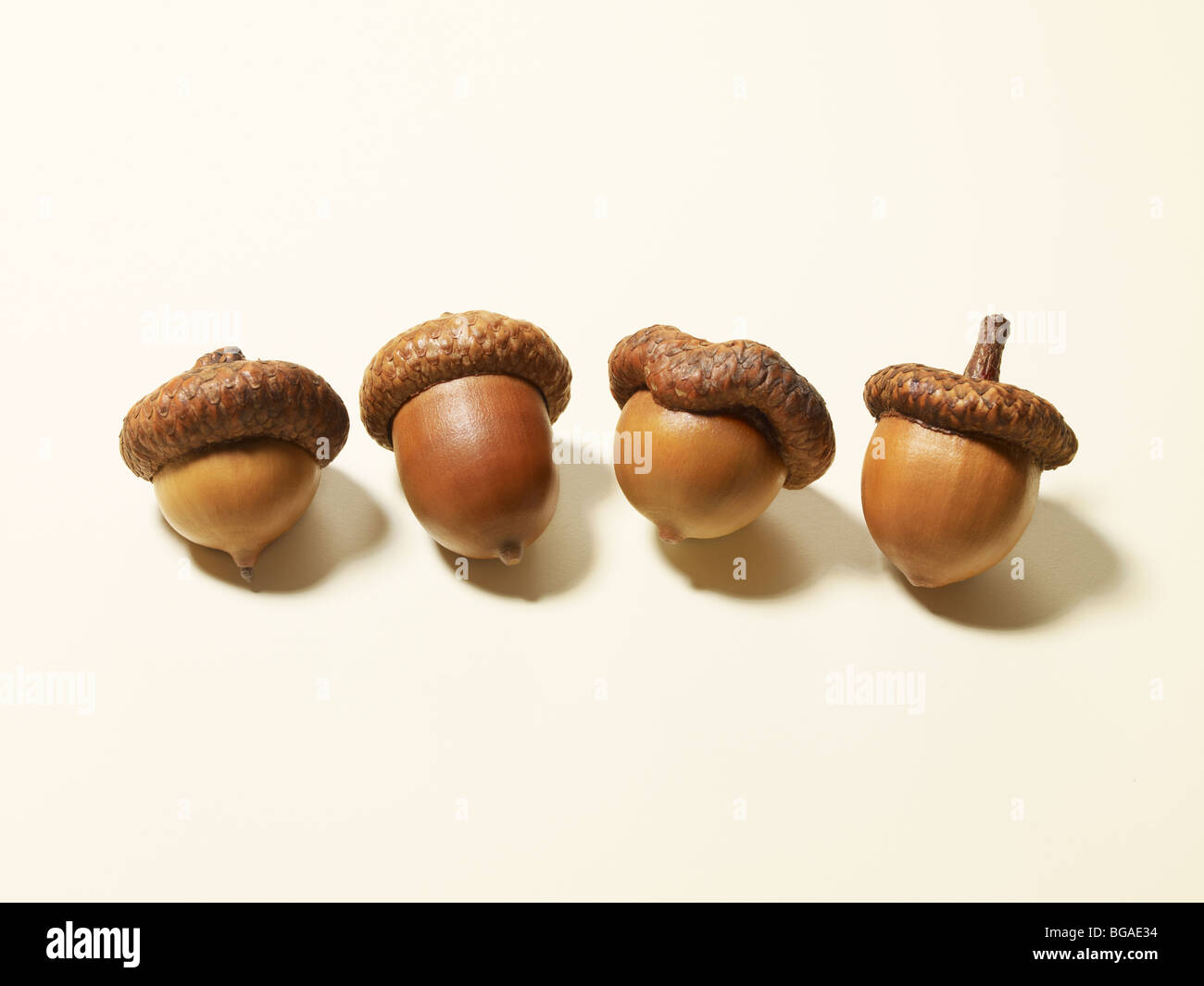 Acorn circle hi-res stock photography and images - Alamy