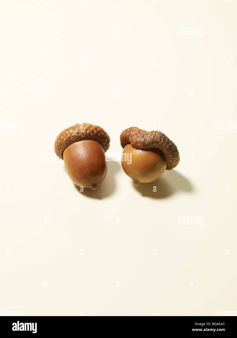 Happy Acorn Couple Stock Photo - Alamy