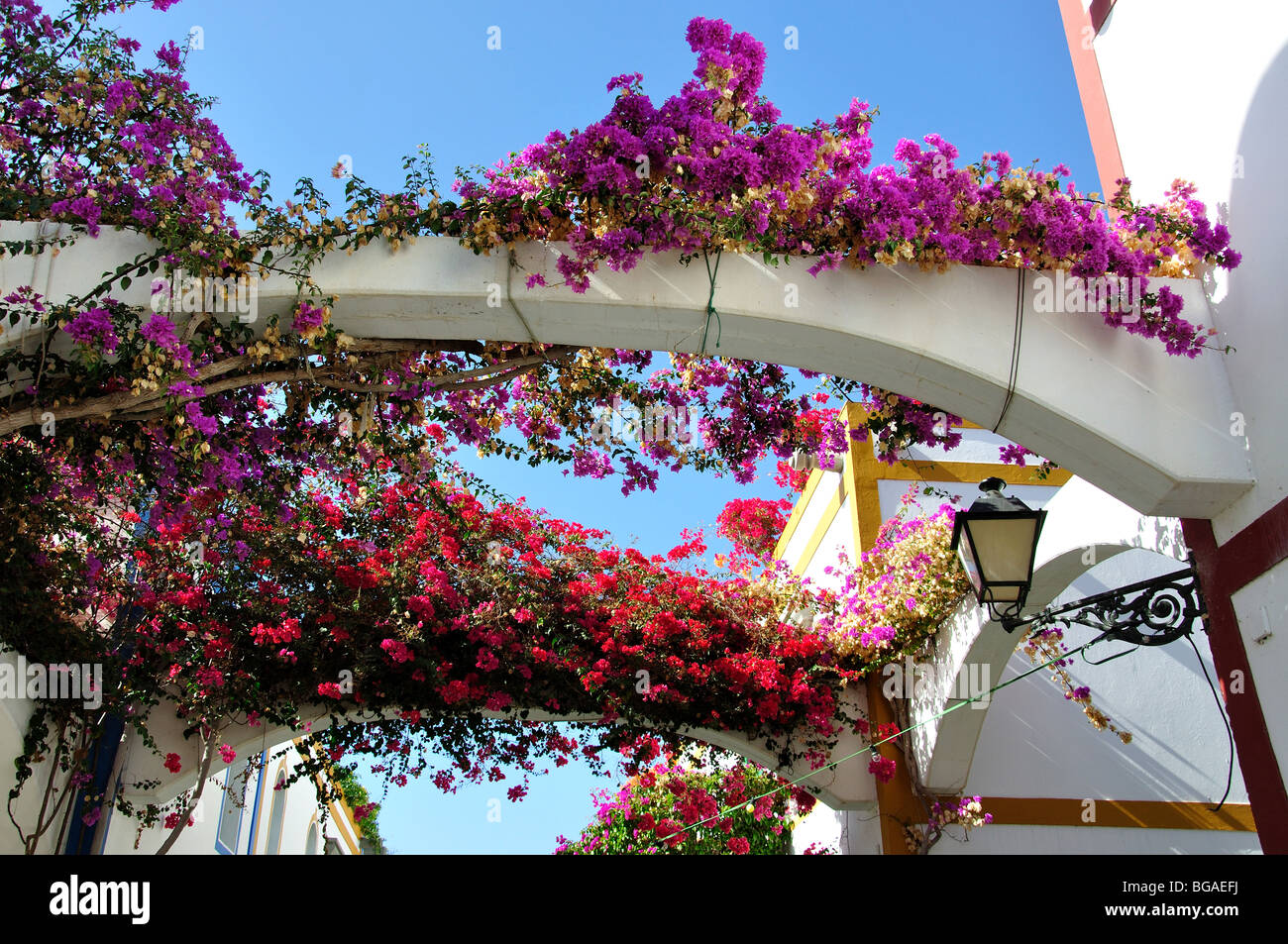 Colourful Bougainvillea flowers, Puerto de Mogan, Mogan Municipality ...