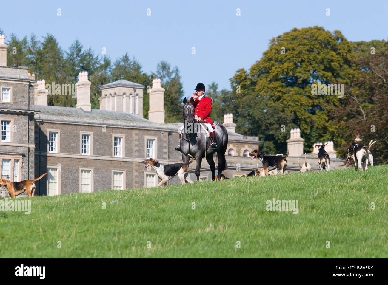 Display traditional british hunting dogs hi-res stock photography and ...