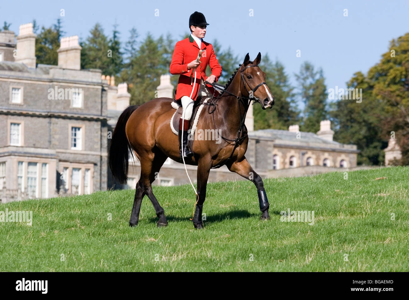 Display Traditional British Hunting Dogs High Resolution Stock ...