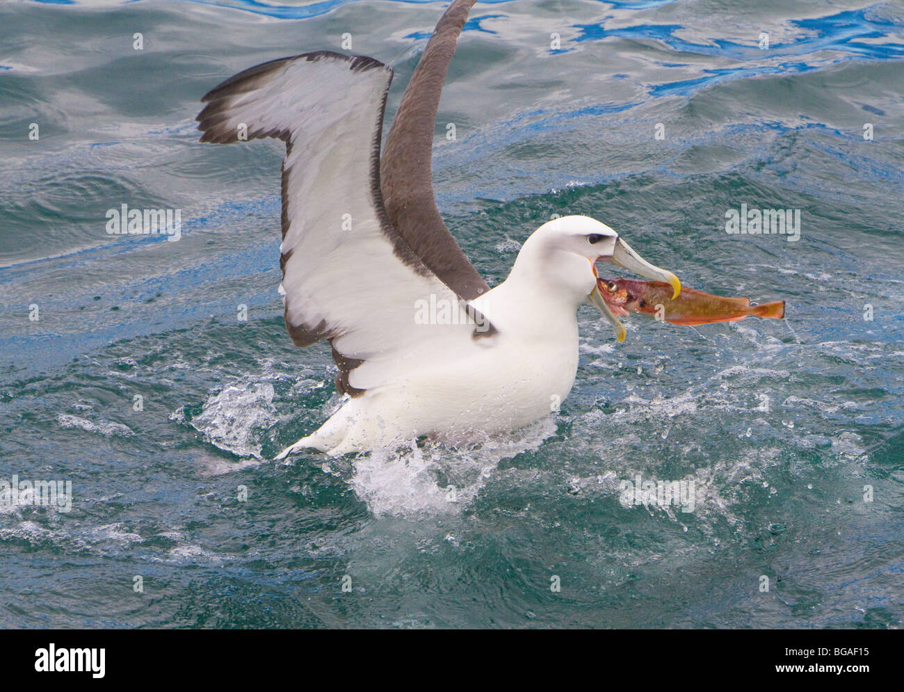White-capped Albatross (Thalassarche cauta steadi) eating a fish Stock ...