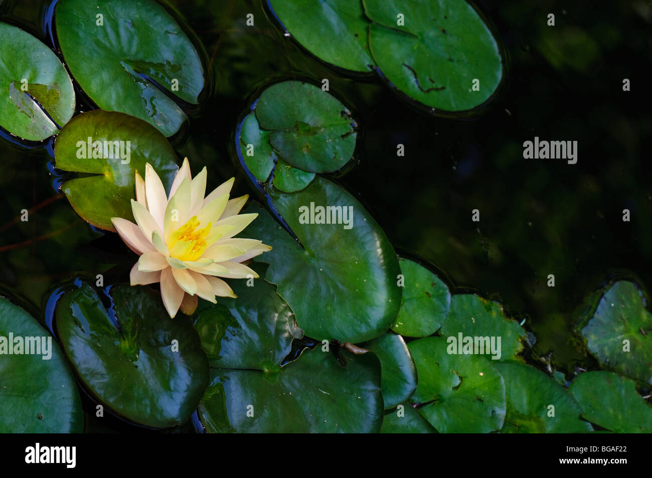 Single water lily hi-res stock photography and images - Alamy
