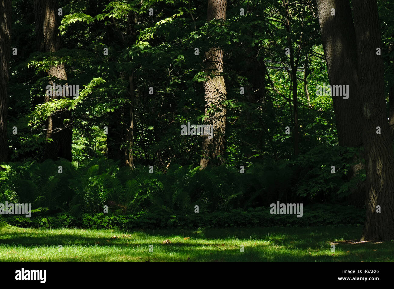 A shady forest of ash trees and ferns at the edge of a lawn Stock Photo ...