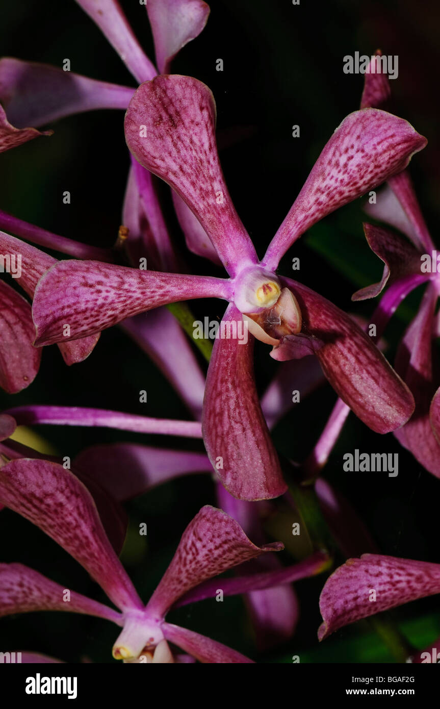 Aranda orchid flowers Stock Photo - Alamy