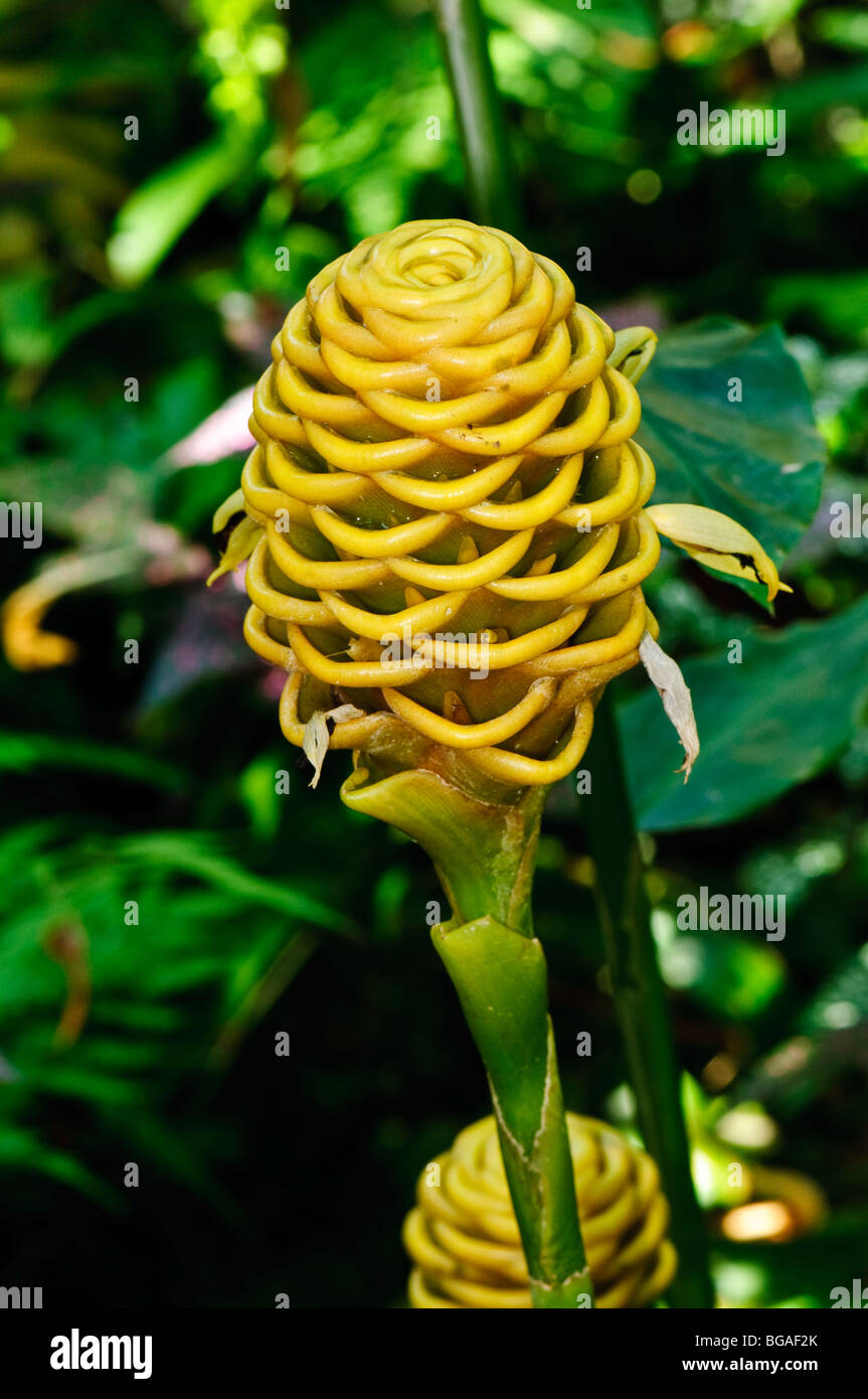 Side view flower zingiber spectabile hi-res stock photography and ...