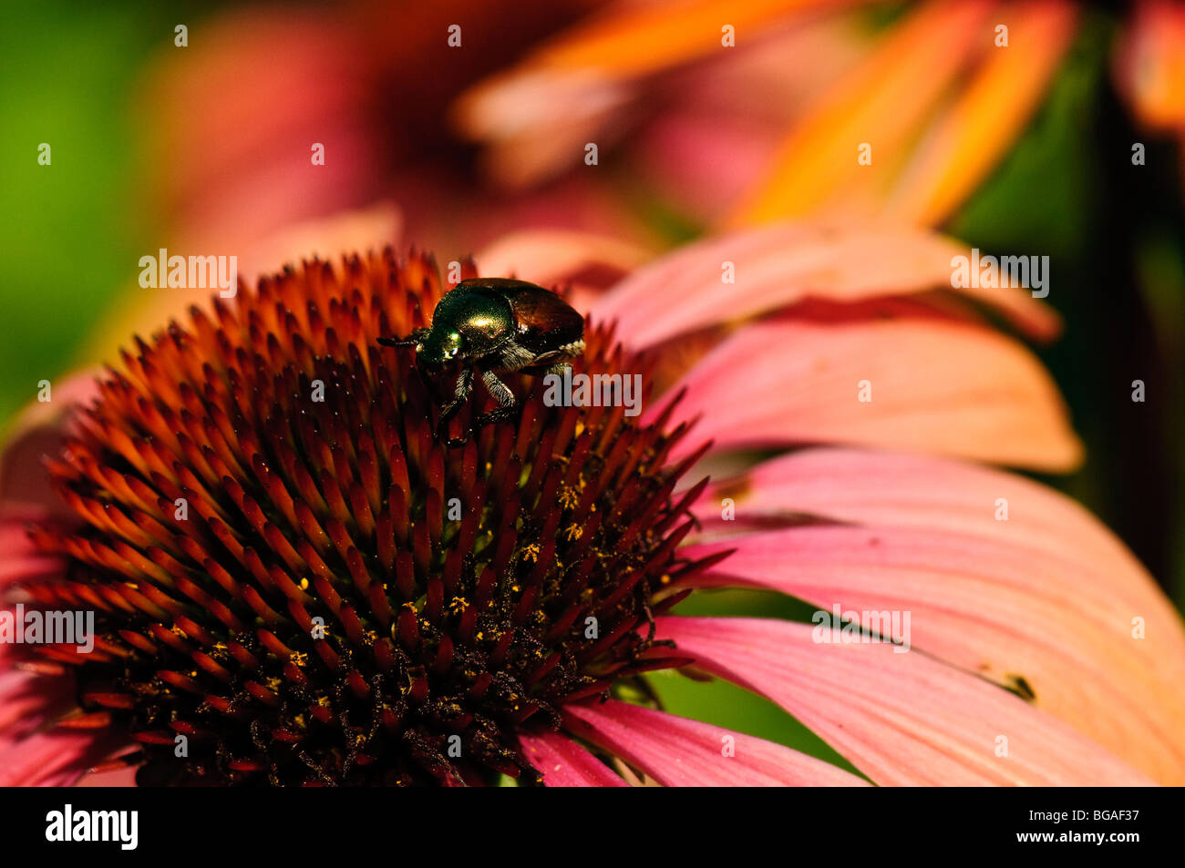 Japanese beetle on a coneflower Stock Photo - Alamy