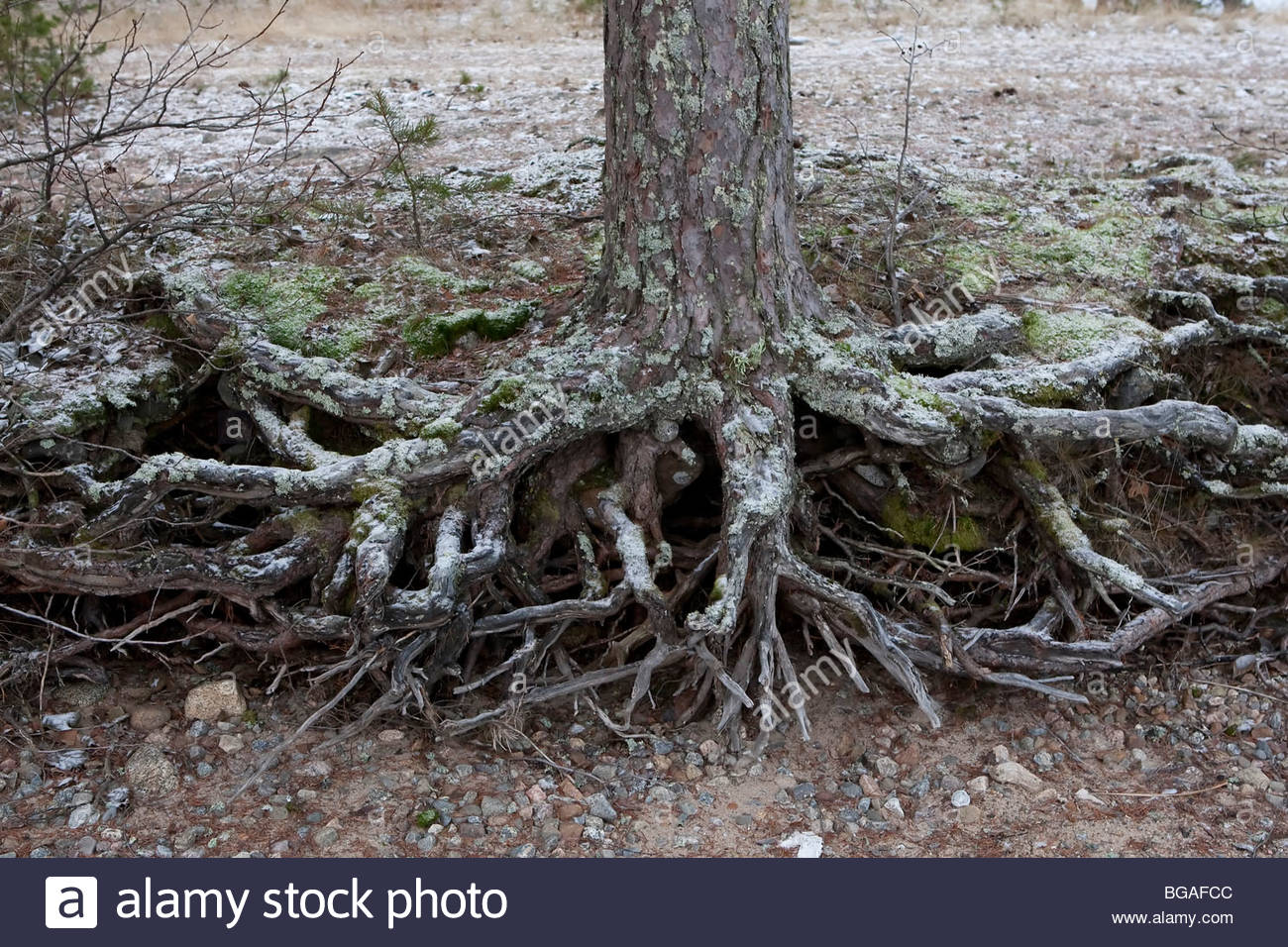 Root Pine Tree Roots Stock Photos & Root Pine Tree Roots Stock Images ...