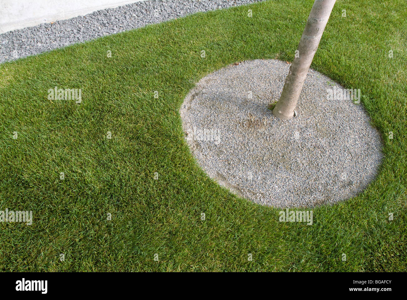 Tree trunk on urban sidewalk Stock Photo - Alamy