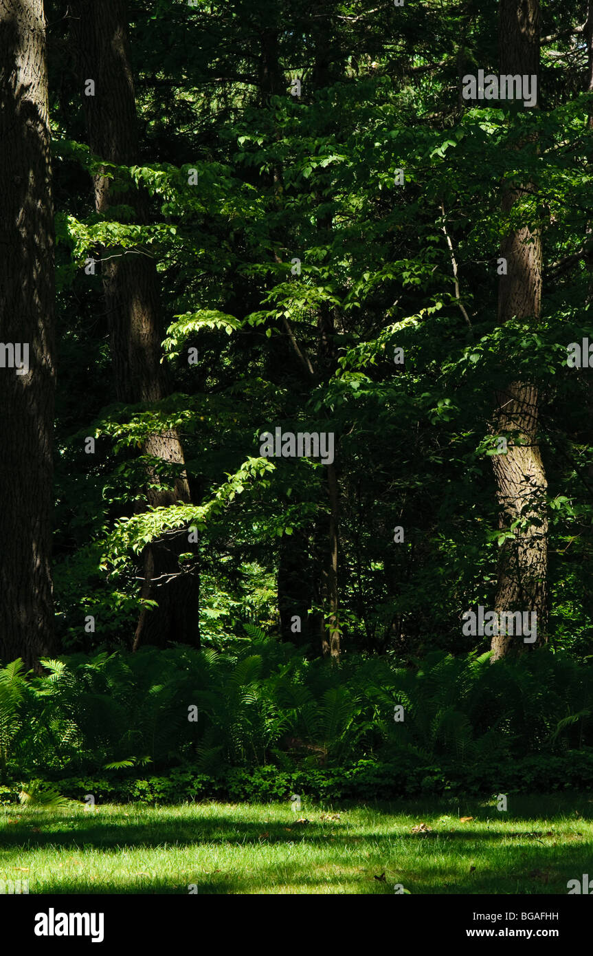 A shady forest of ash trees and ferns at the edge of a lawn Stock Photo ...